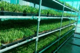 How to Grow Corn Hydroponically